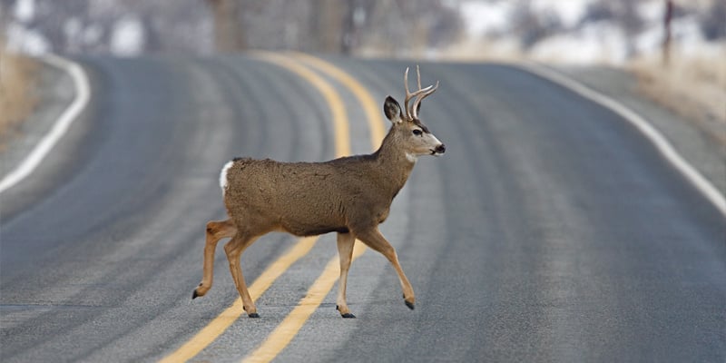 Avoiding a Deer Collision