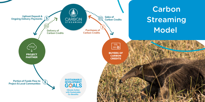 From Brazil's Cerrado to the world: Airswift’s pledge to a sustainable ...