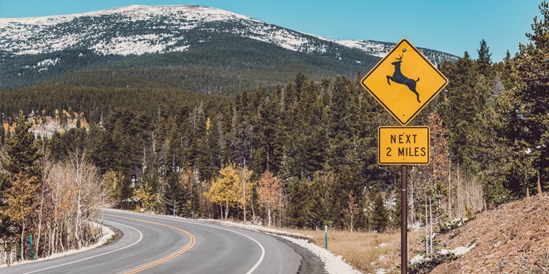 Avoiding a Deer Collision